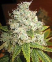 K-Train - Strain Information – Royal King Seeds