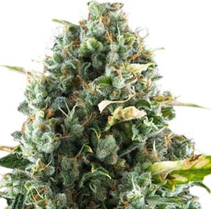KC 33 - Strain Information – Royal King Seeds