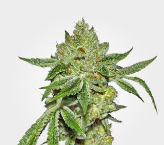 Lemon Diesel - Strain Information – Royal King Seeds