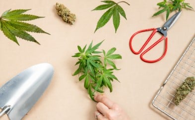 Mendo Breath - Strain Information – Royal King Seeds