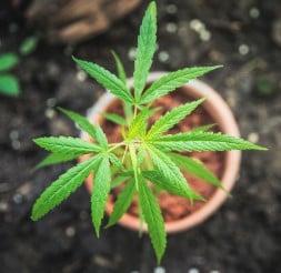 Mendo Breath - Strain Information – Royal King Seeds