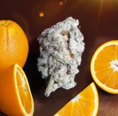 Orange Bud - Strain Information – Royal King Seeds