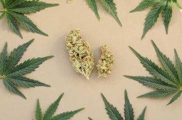 Orange Cookies - Strain Information – Royal King Seeds