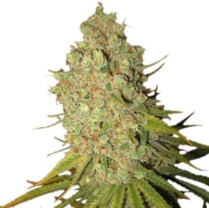 Phantom OG - Strain Information – Royal King Seeds