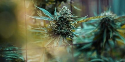 Pink Death Star - Strain Information – Royal King Seeds