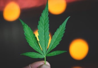 Purple Lemonade - Strain Information – Royal King Seeds - Feminized ...