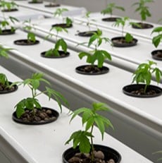 Purple Lemonade - Strain Information – Royal King Seeds - Feminized ...