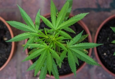 Raspberry Cough Kush - Strain Information – Royal King Seeds ...