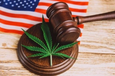 Should marijuanas be legalized – Royal King Seeds