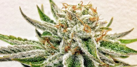 Snow Monster - Strain Information – Royal King Seeds