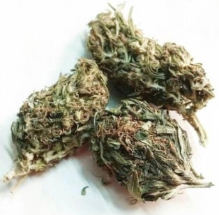 South Indian - Strain Information – Royal King Seeds