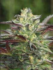 Strains With Legendary Parent Genetics – Royal King Seeds