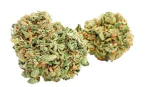 Strains With Legendary Parent Genetics – Royal King Seeds